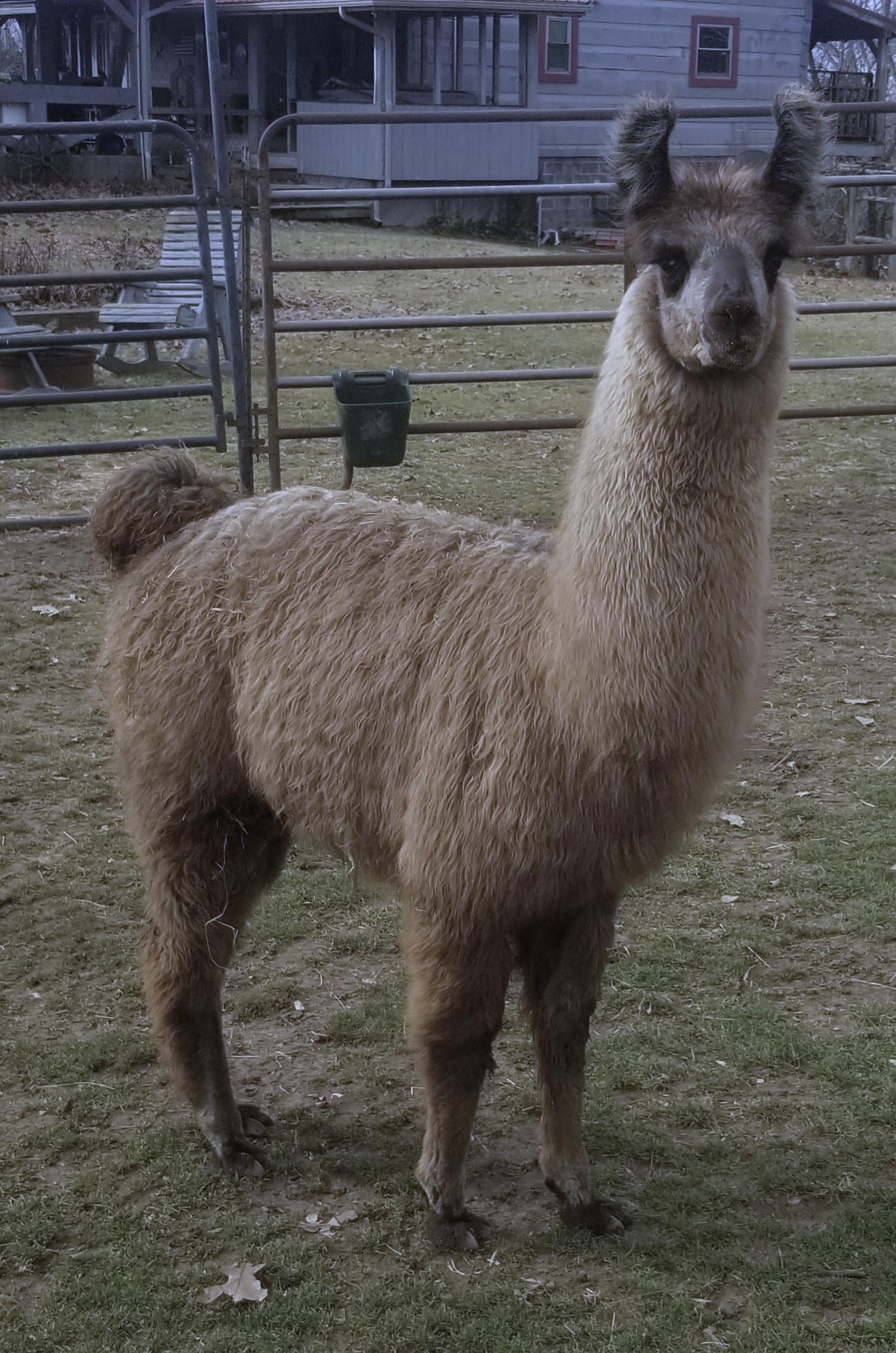 2023: Lot 121 - Llama Pickin